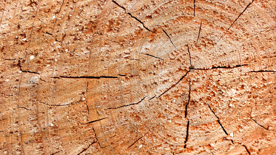 Zedernholz: Umfassender Überblick und Verwendungen